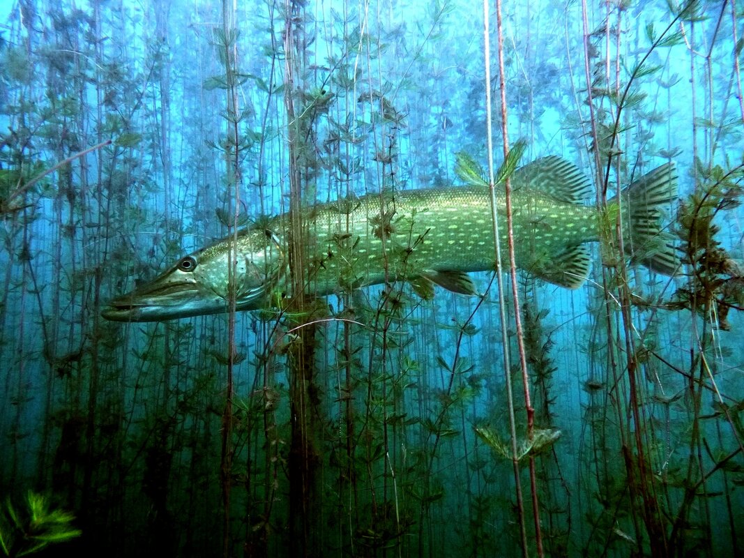 Kreis Kleve | Brachse und Hecht