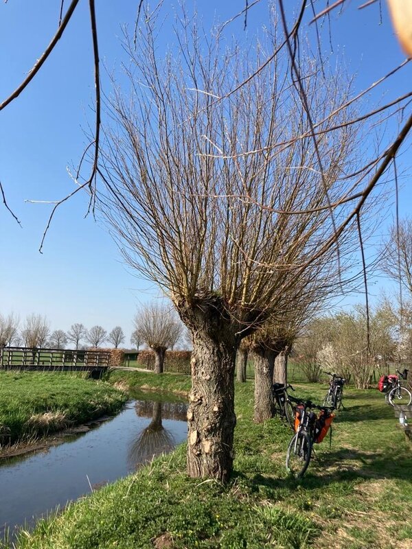 Kreis Kleve | Was ist ein Kopfbaum?