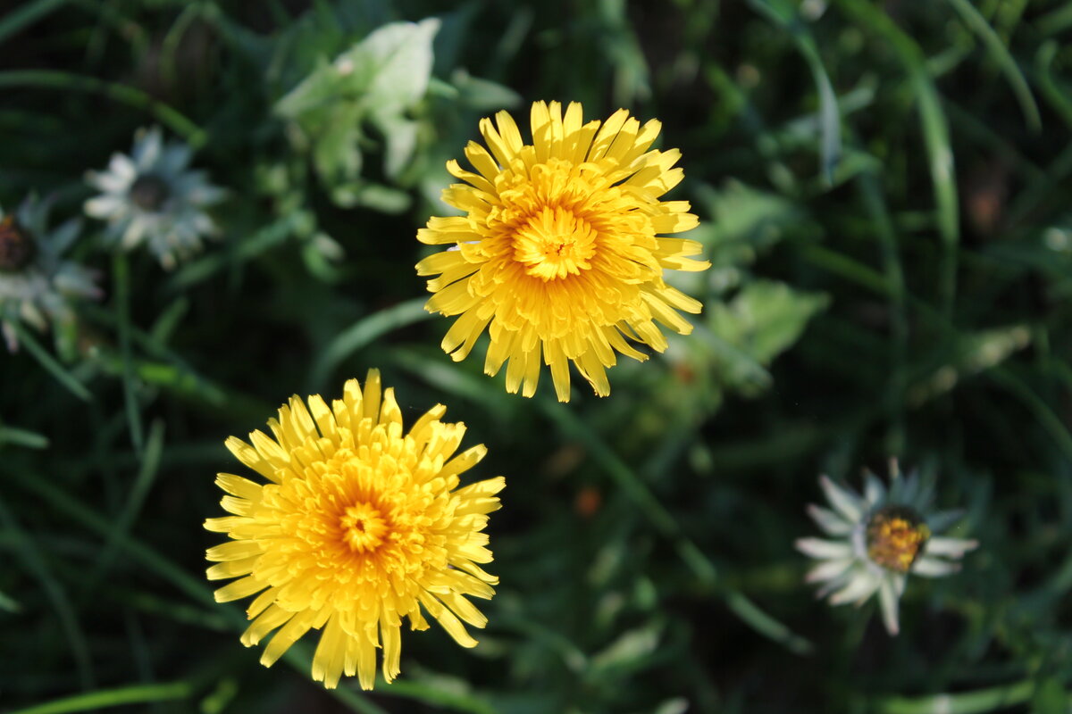 Kreis Kleve | Löwenzahn